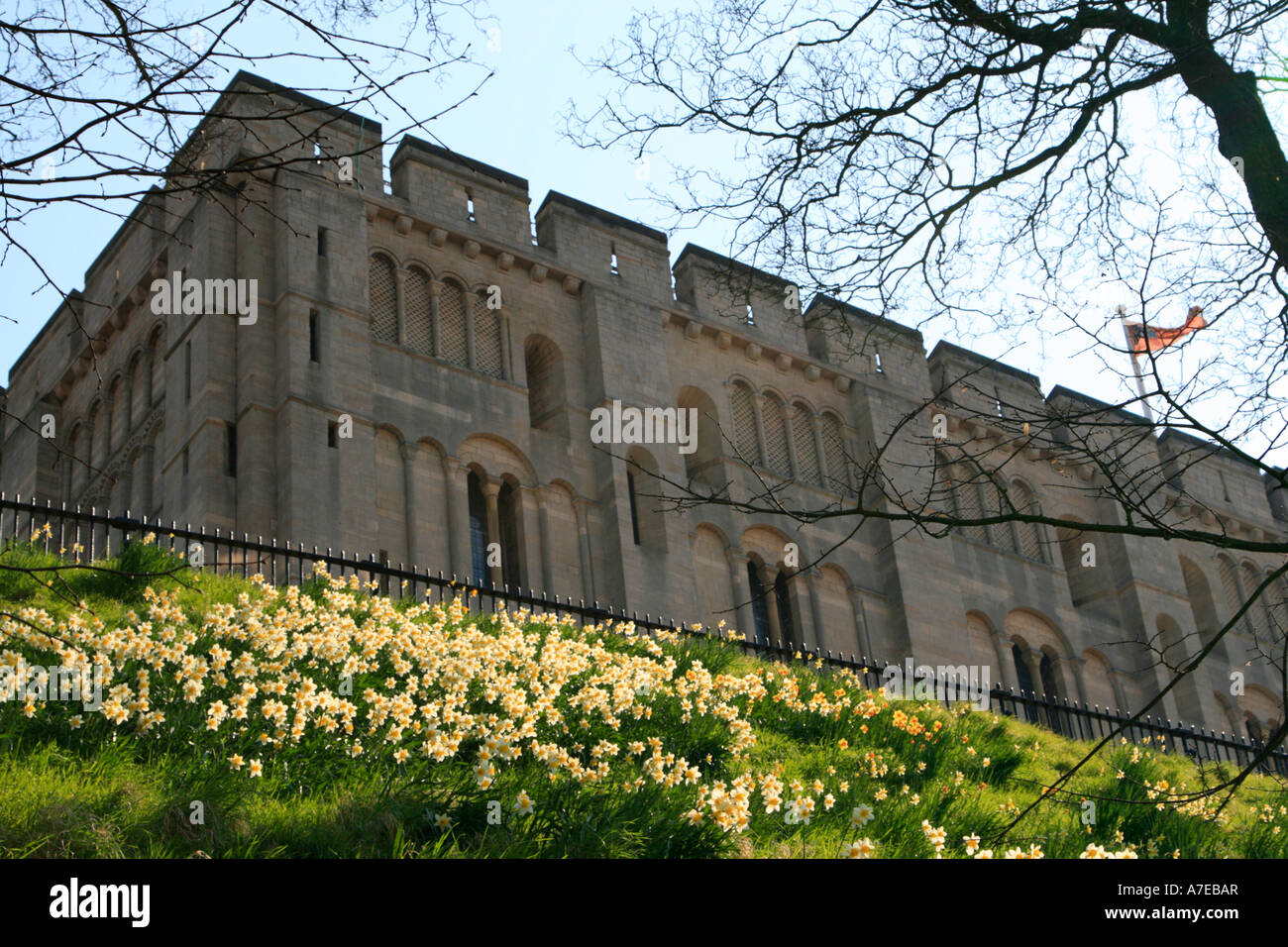 norwich castle spring daffodils norwich east anglia norfolk england uk ...