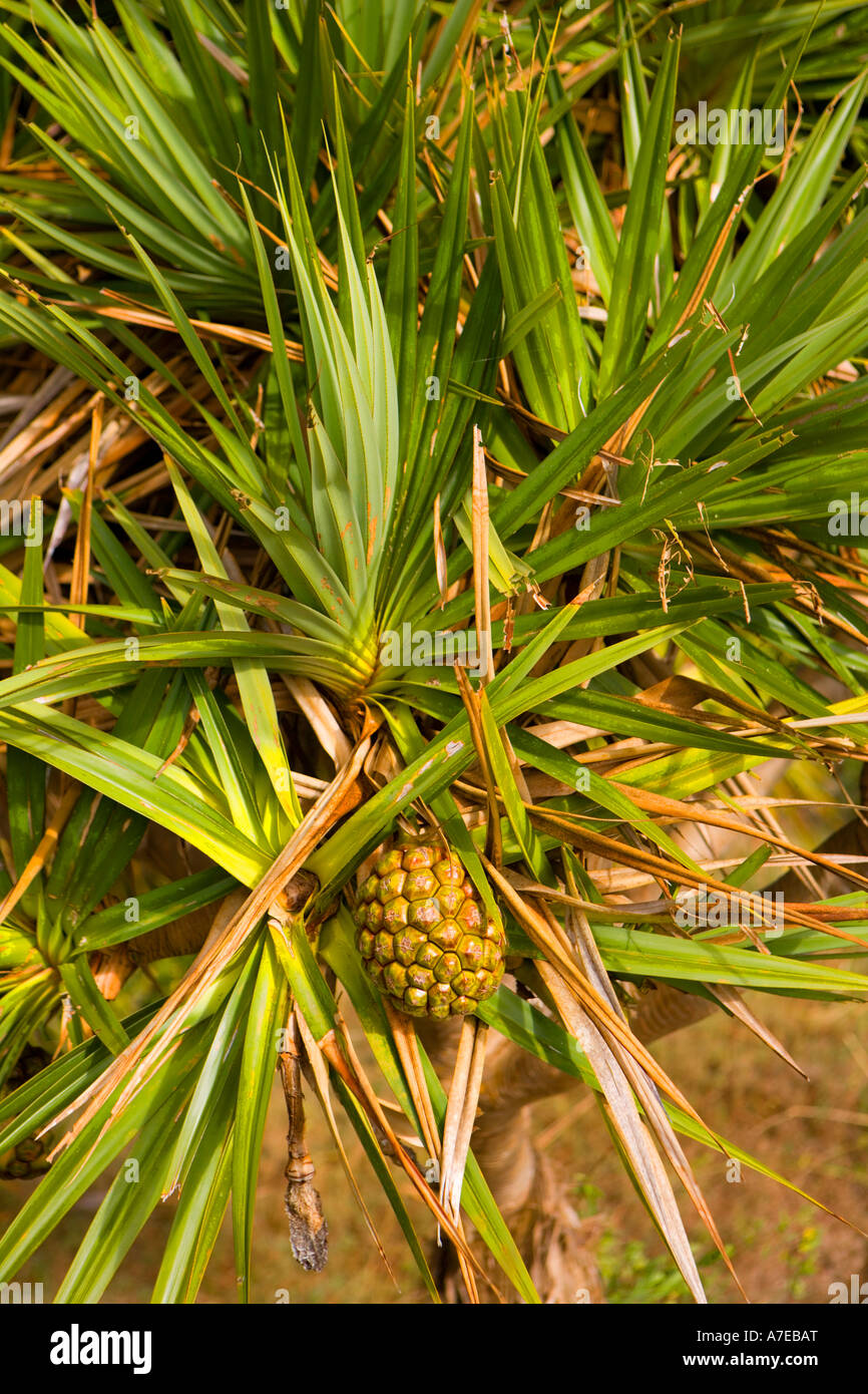 Cone like fruit hi-res stock photography and images - Alamy