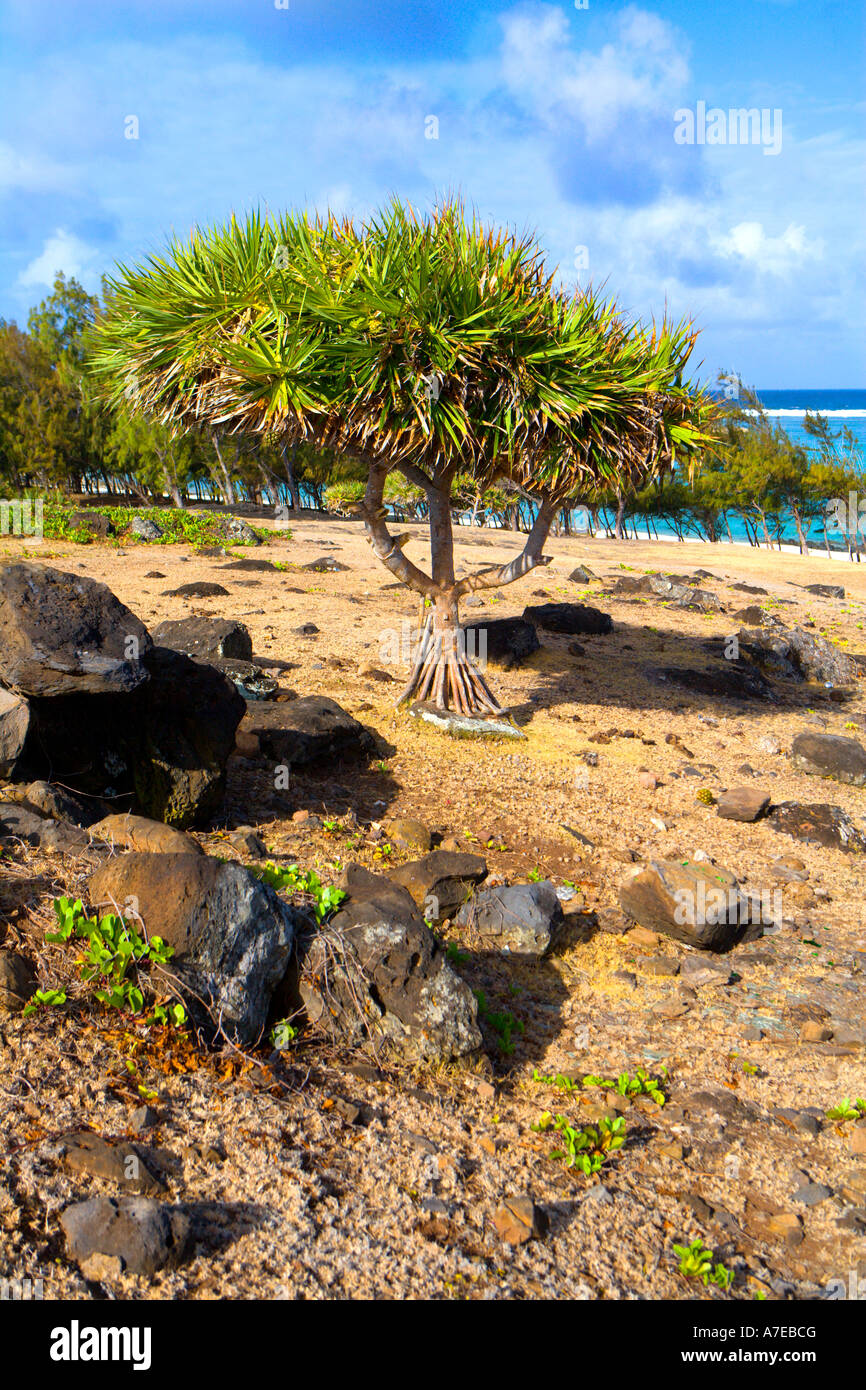 Vacoas plant tree hi-res stock photography and images - Alamy