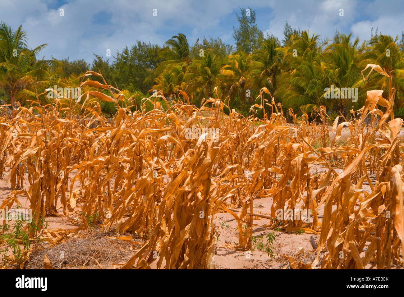 Maize field and palm trees in Rodrigues Stock Photo - Alamy