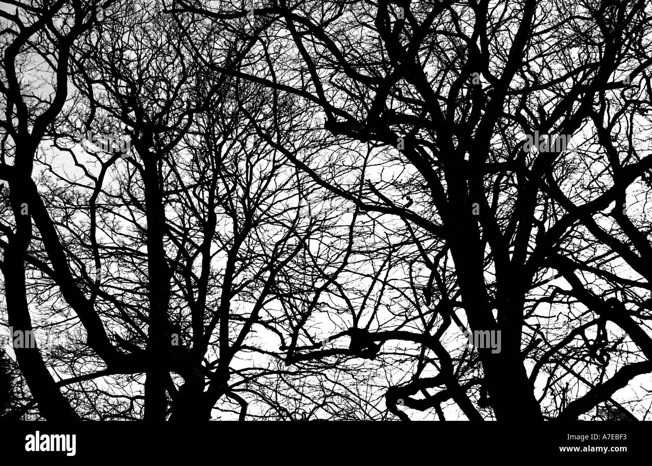 Tree vains hi-res stock photography and images - Alamy