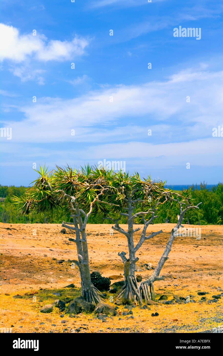 Young Vacoas in the hot sun in Rodrigues Stock Photo - Alamy