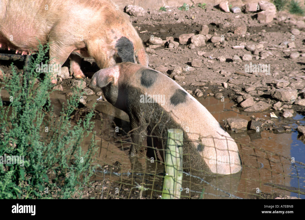 Pig sitting in a muddy puddle Stock Photo - Alamy