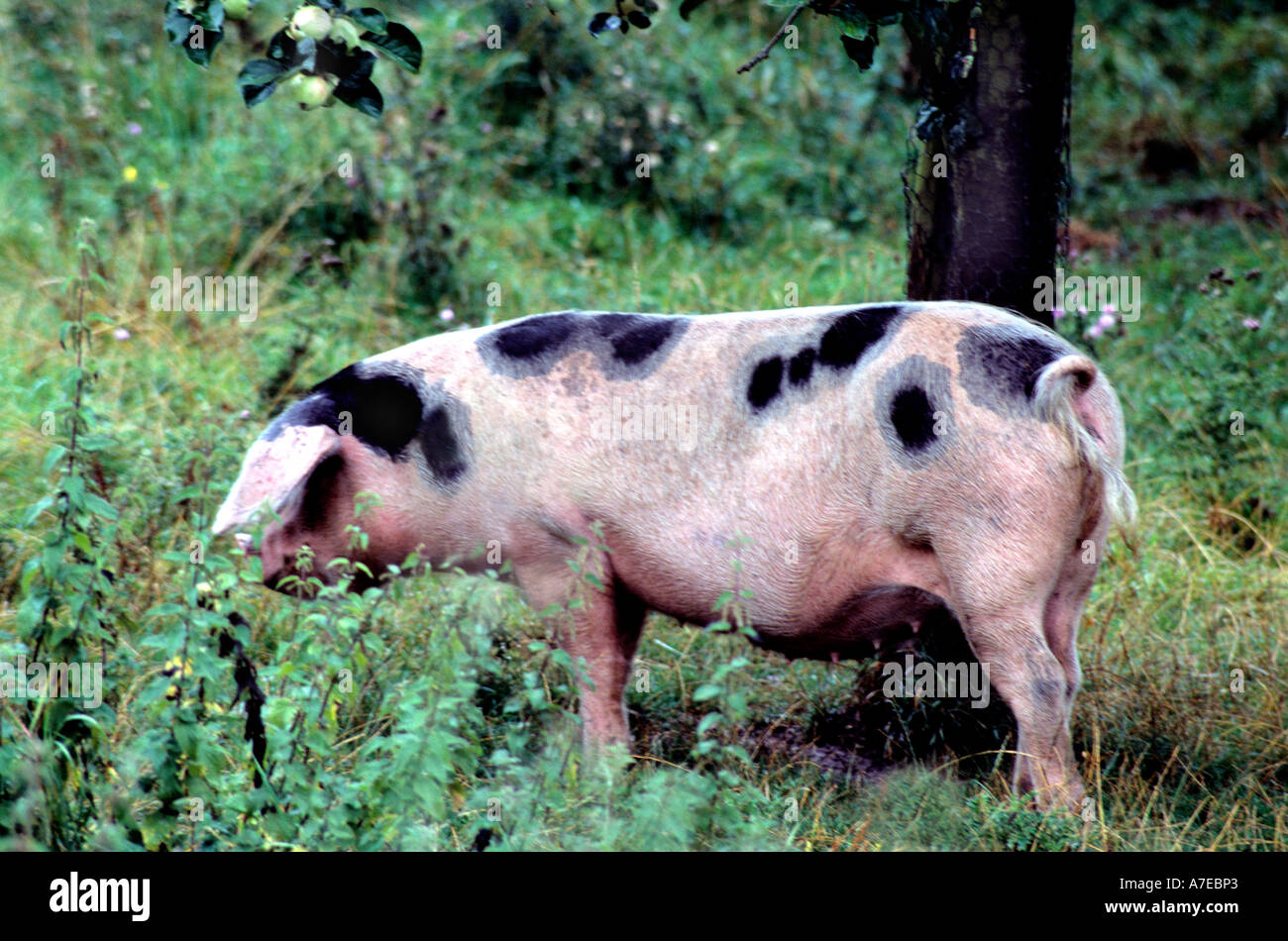 Pig photograph hi-res stock photography and images - Alamy