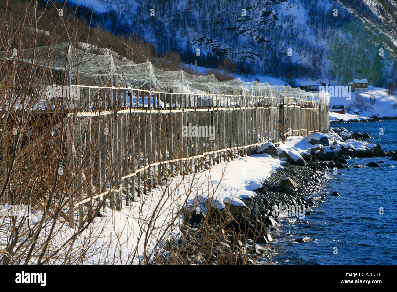 husoy fishing village drying fish racks small island senja coastal ...