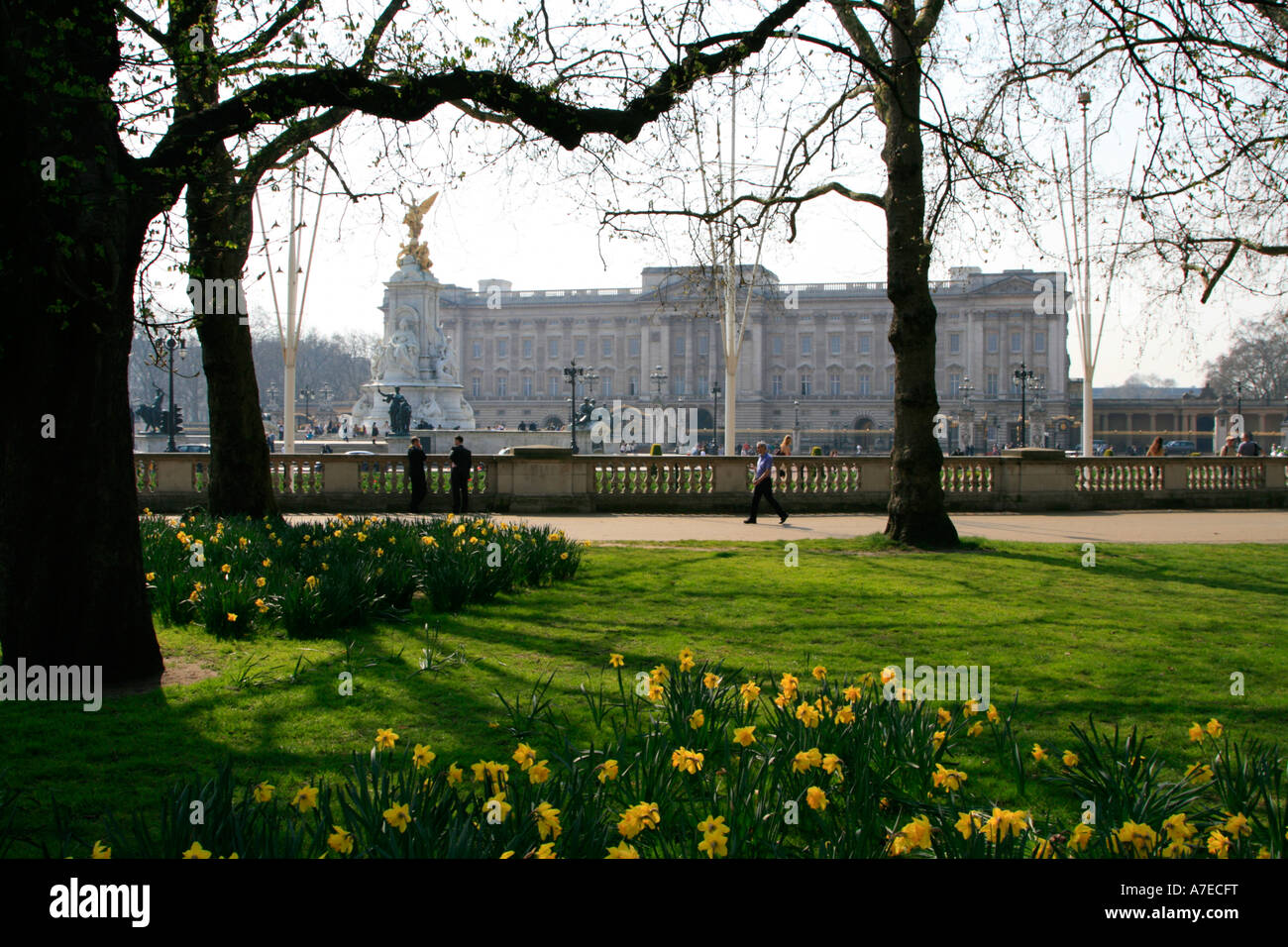 buckingham palace from st james's park spring daffodils london england ...