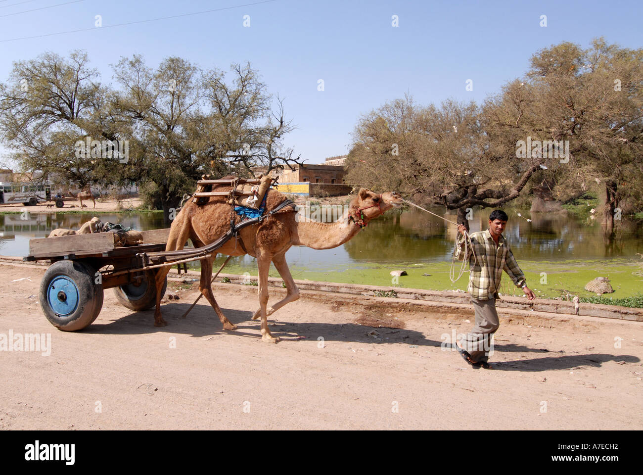 Rajasthan train camel hi-res stock photography and images - Alamy