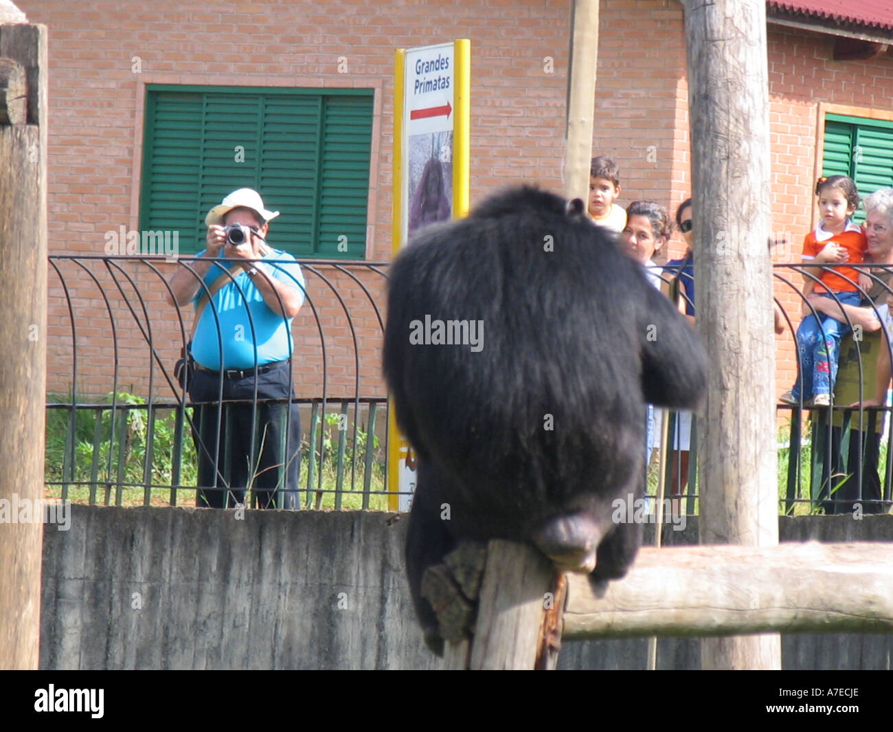 Big primates in Brasilia-BR Stock Photo - Alamy