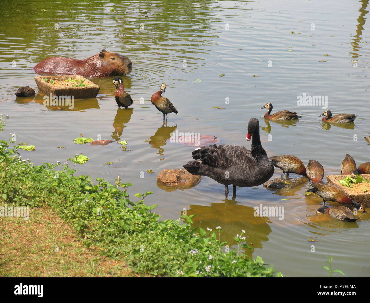 Brazilian capybara and ducks in Brasilia-BR Stock Photo - Alamy