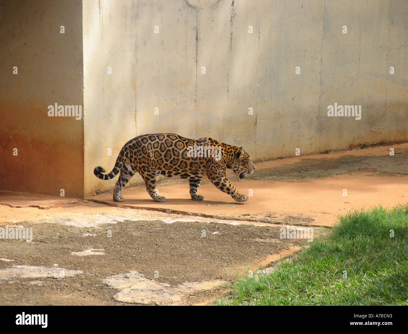 Brazilian jaguar living in Brasilia-BR Stock Photo - Alamy