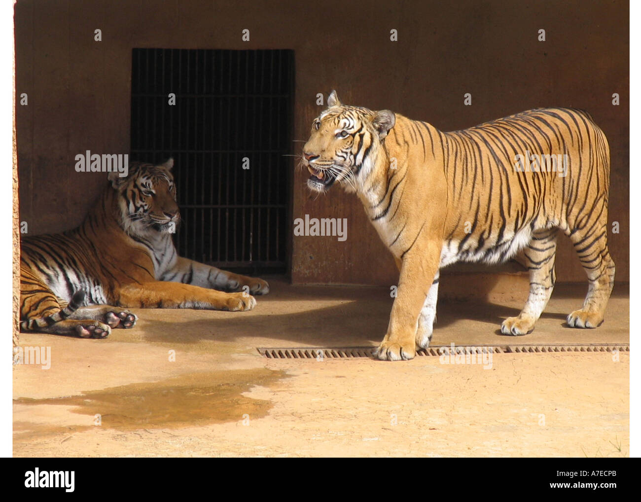 Tigers in america hi-res stock photography and images - Alamy