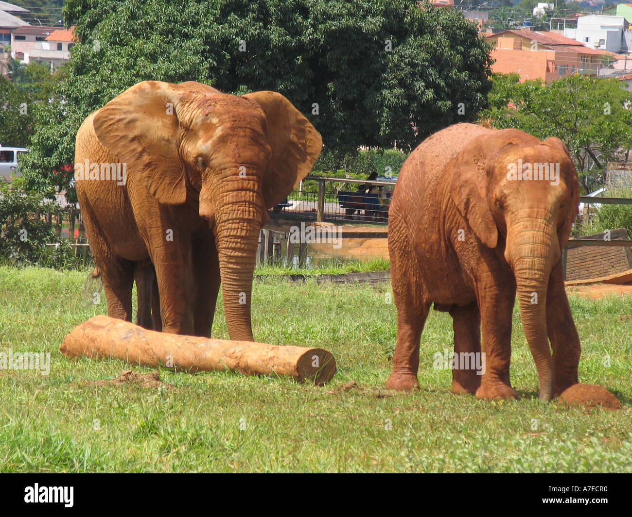 Brasilia zoo hi-res stock photography and images - Alamy
