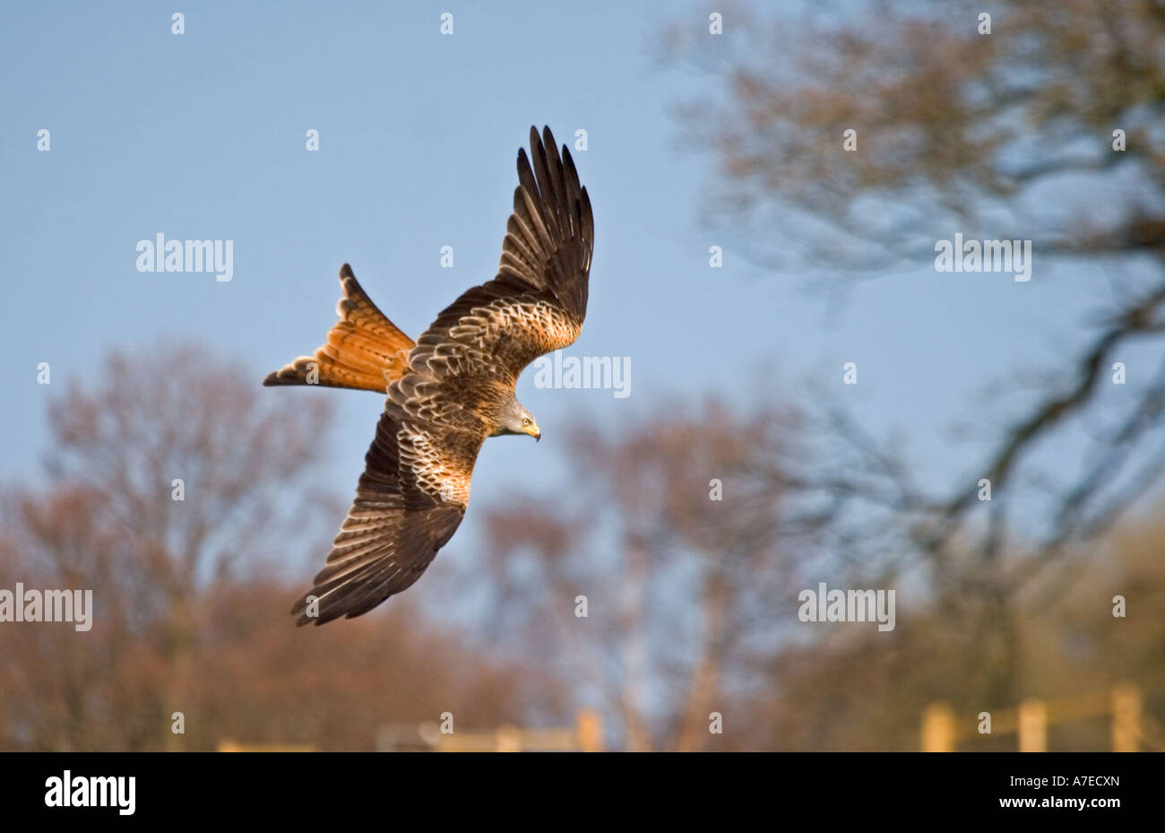 Red Kite Milvus Milvus Stock Photo - Alamy