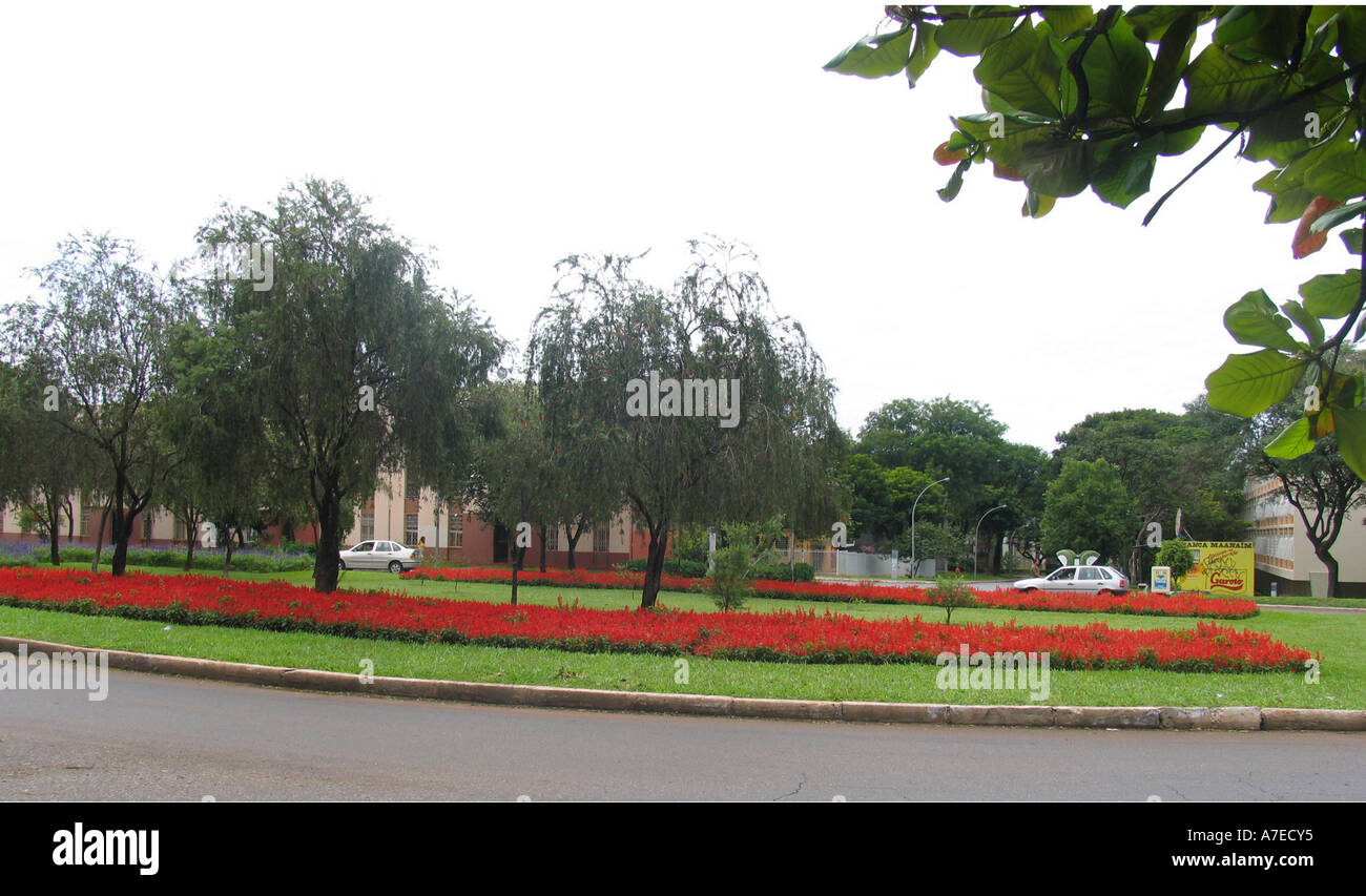 Space with trees between the residential buildings Brasilia-BR Stock ...