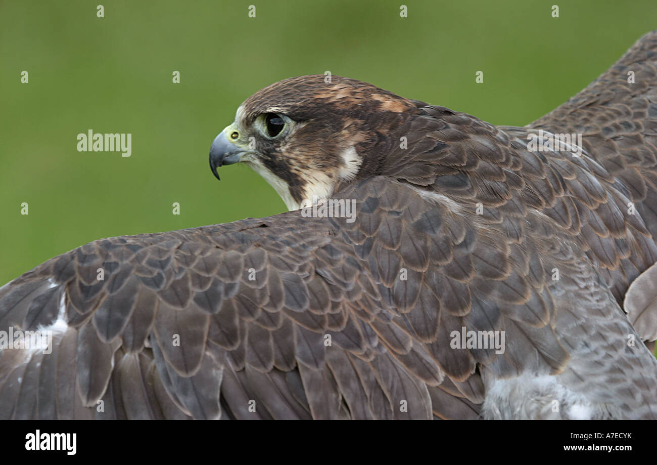 Lanner Falcon portrait speading wings captive Stock Photo - Alamy