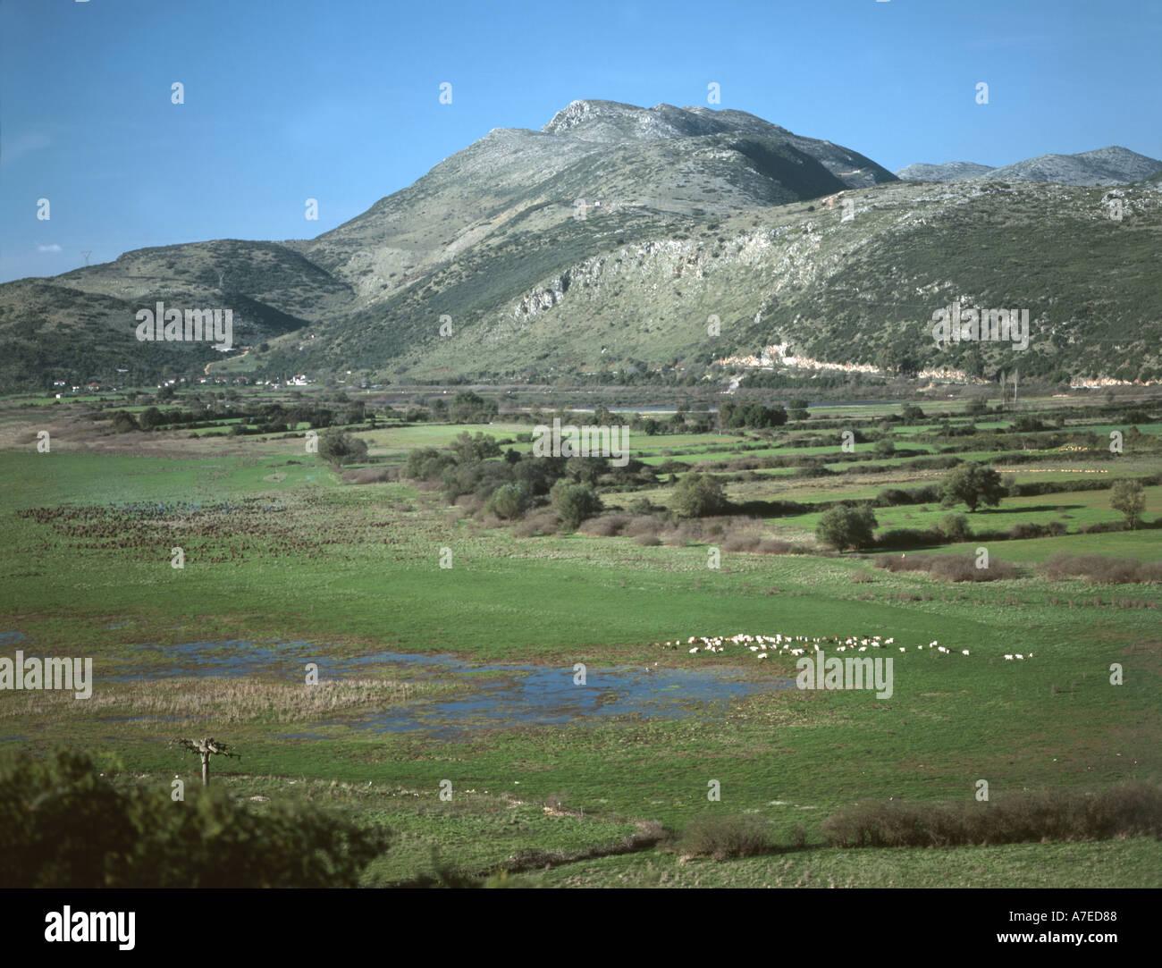 Balkan Sheep High Resolution Stock Photography and Images - Alamy