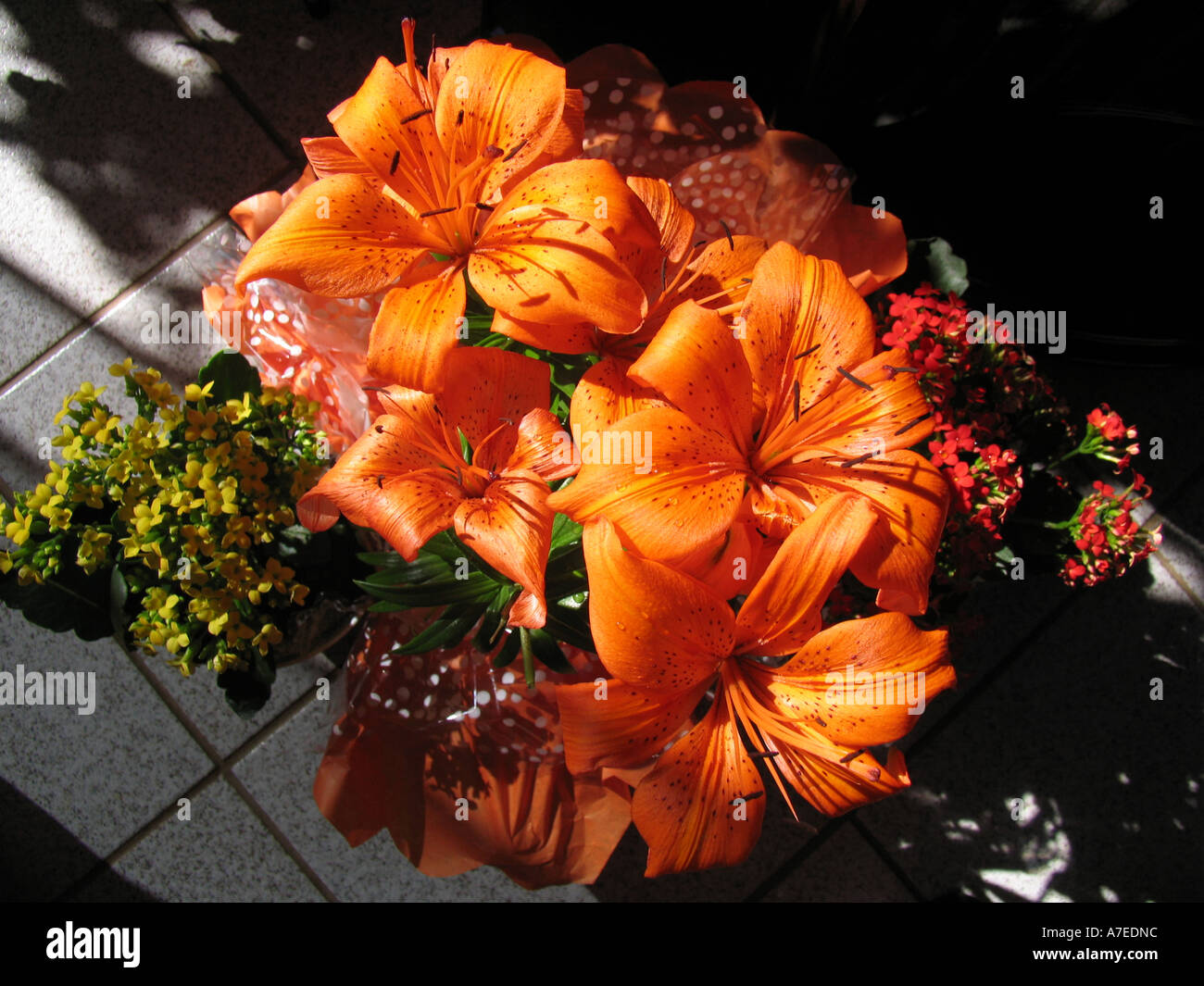 Brazilian beautiful flowers from jungle at the capital of brazil hi-res ...