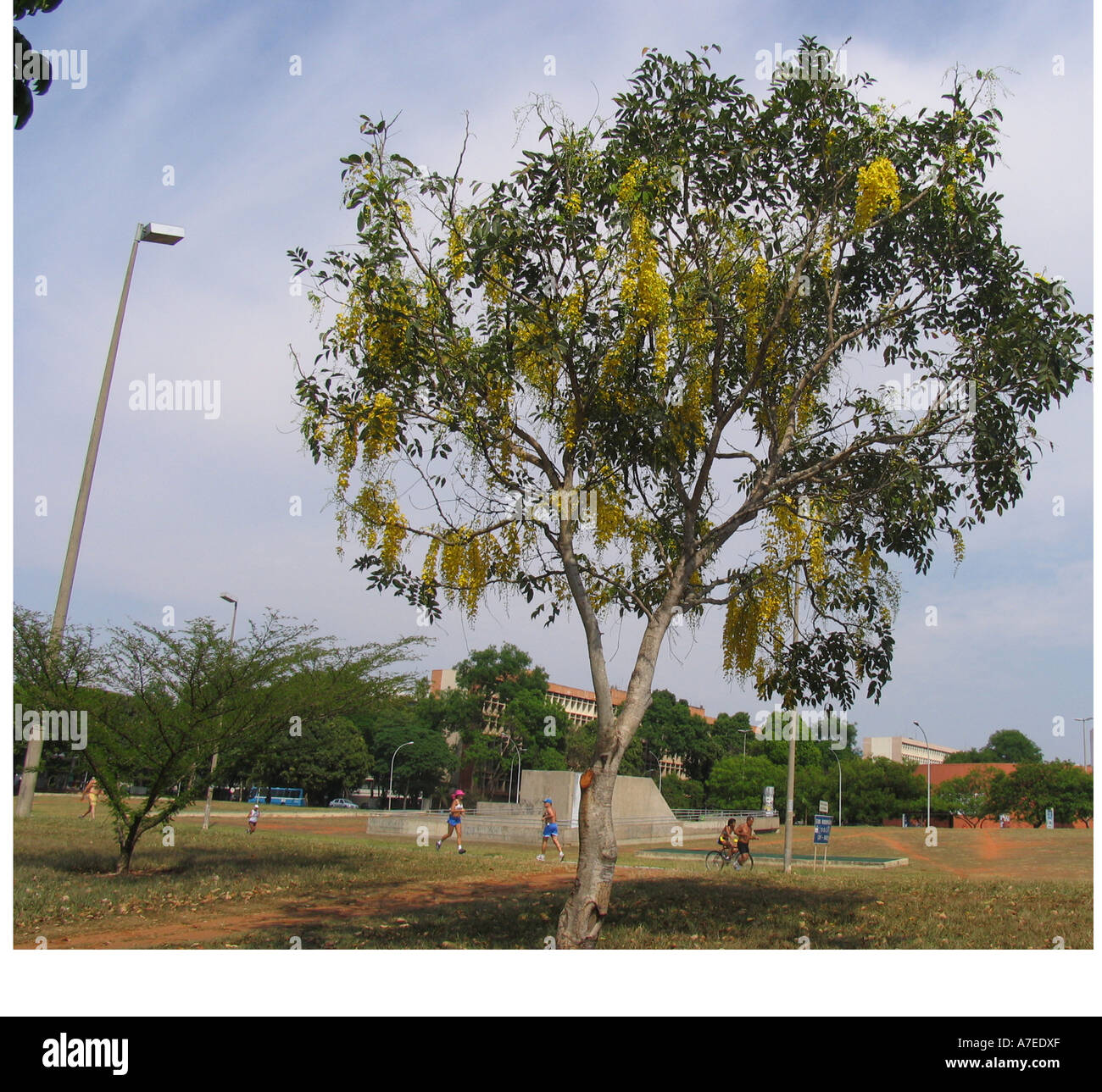 Brazilian modern wonderful beautiful hi-res stock photography and ...