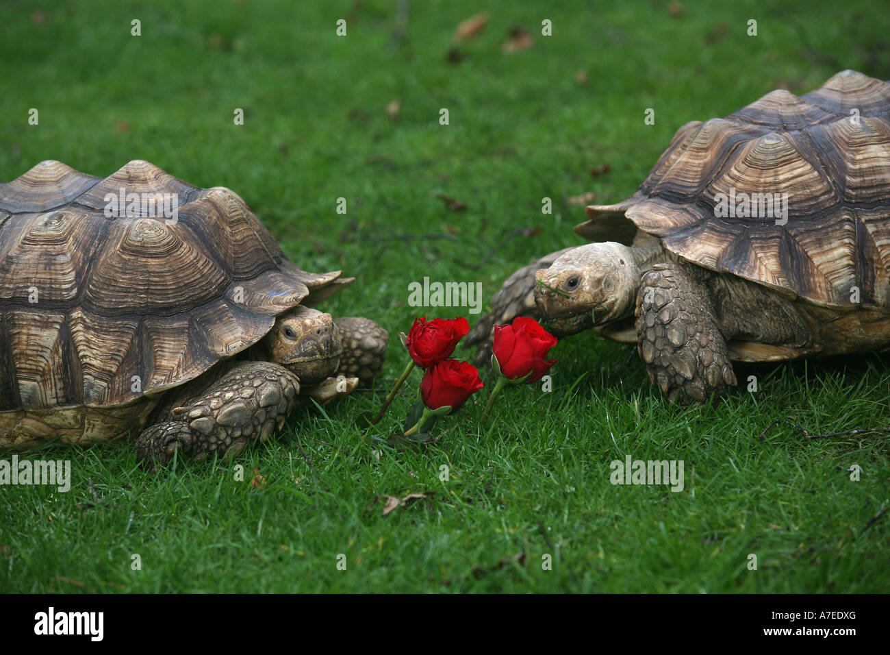 Couple of tortoises hi-res stock photography and images - Alamy