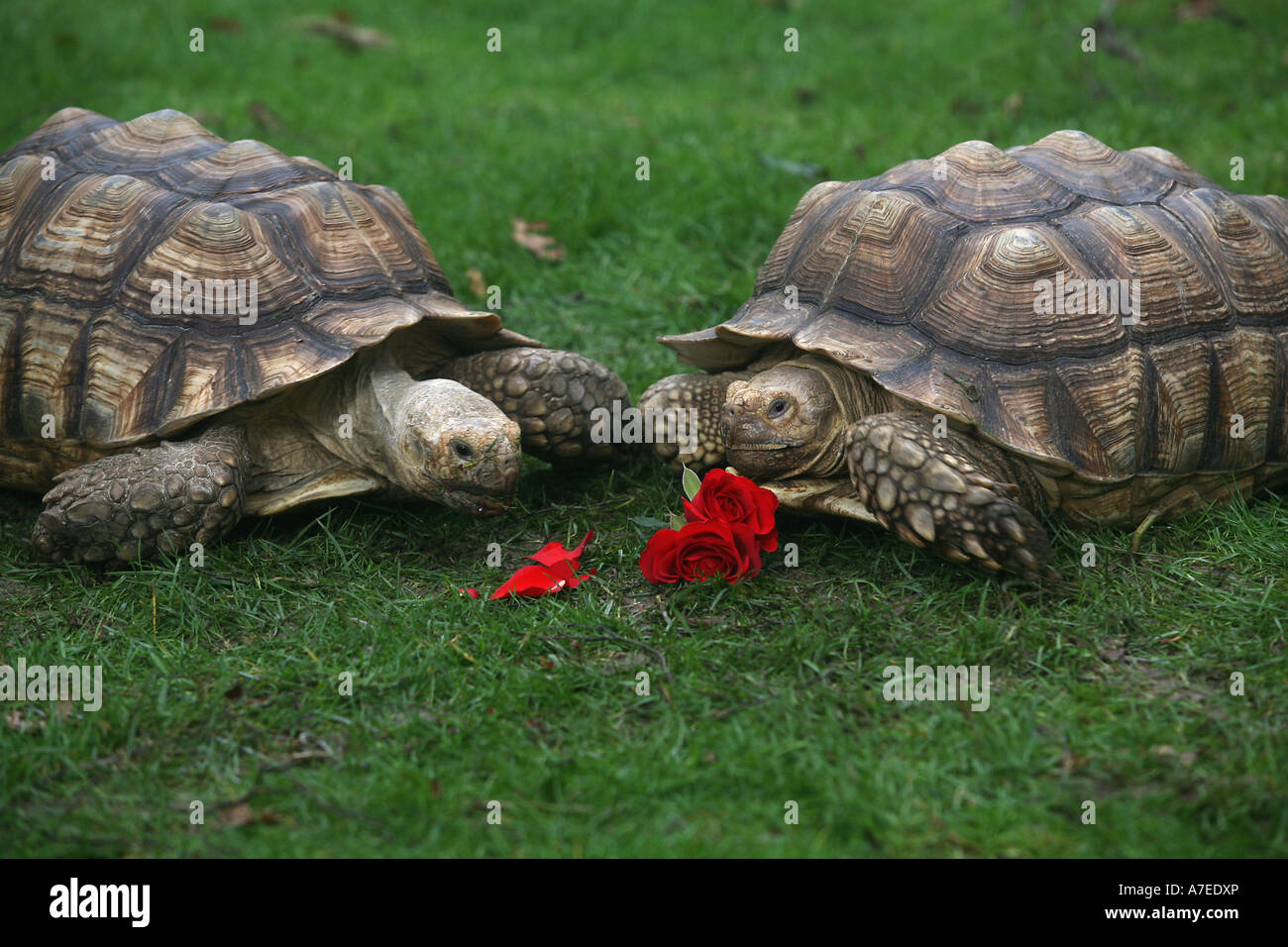Couple of tortoises hi-res stock photography and images - Alamy