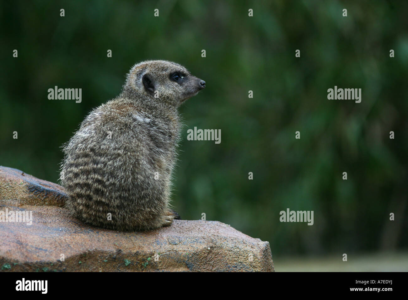 Devon zoo hi-res stock photography and images - Alamy