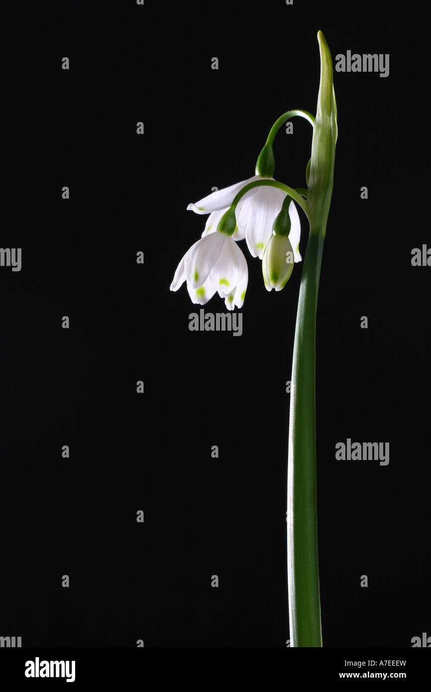Tall snowdrop hi-res stock photography and images - Alamy