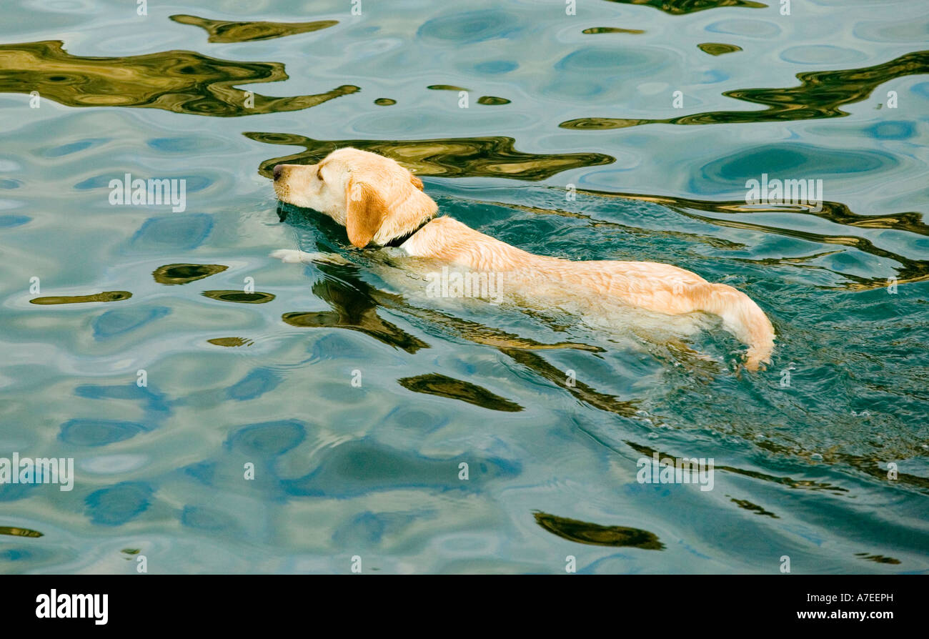 Labrador swimming hi-res stock photography and images - Alamy