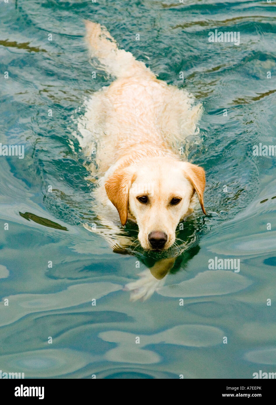 Chocolate Lab Puppies Swimming
