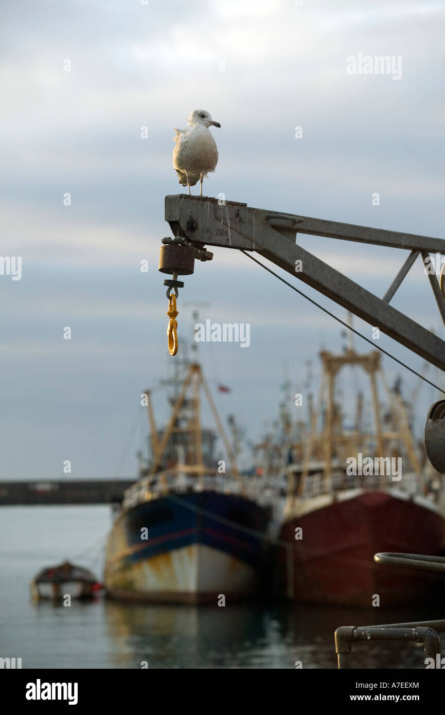 A seagull sits in a winch arm in Newlyn harbour at dawn with boats in ...