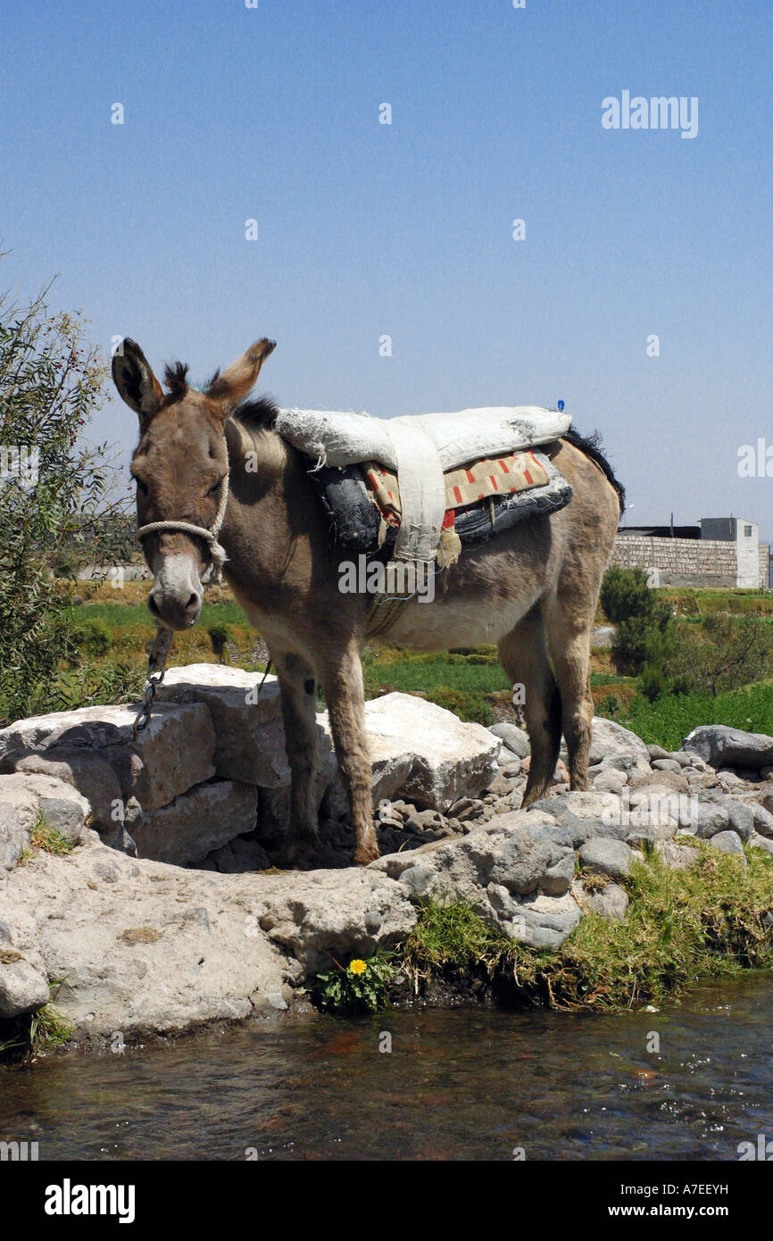 A Donkey is a domesticated hoofed mammal of the horse family Stock ...