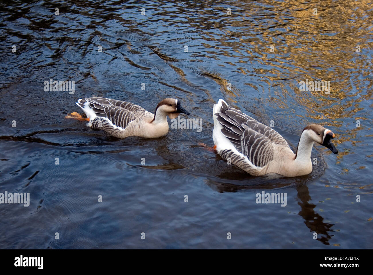 two swimming geese Stock Photo - Alamy