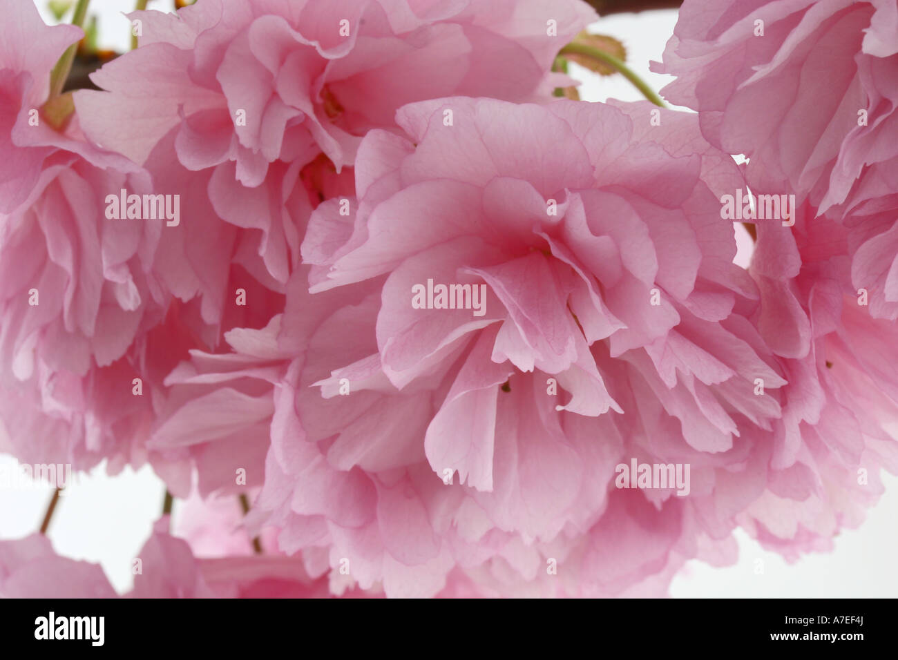 Pink cherry blossom Stock Photo - Alamy