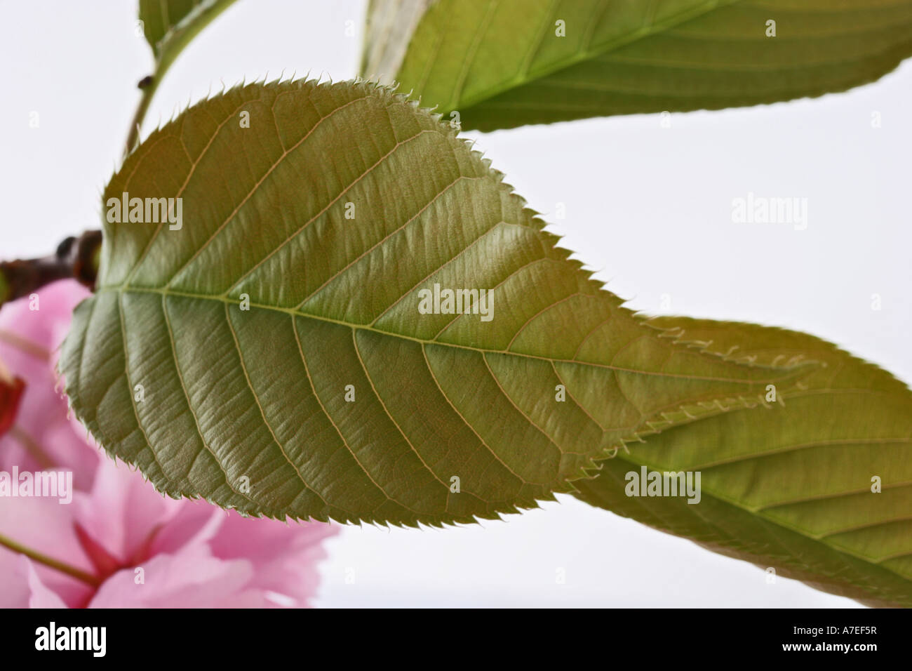 Cherry Blossom Leaves Stock Photo - Alamy