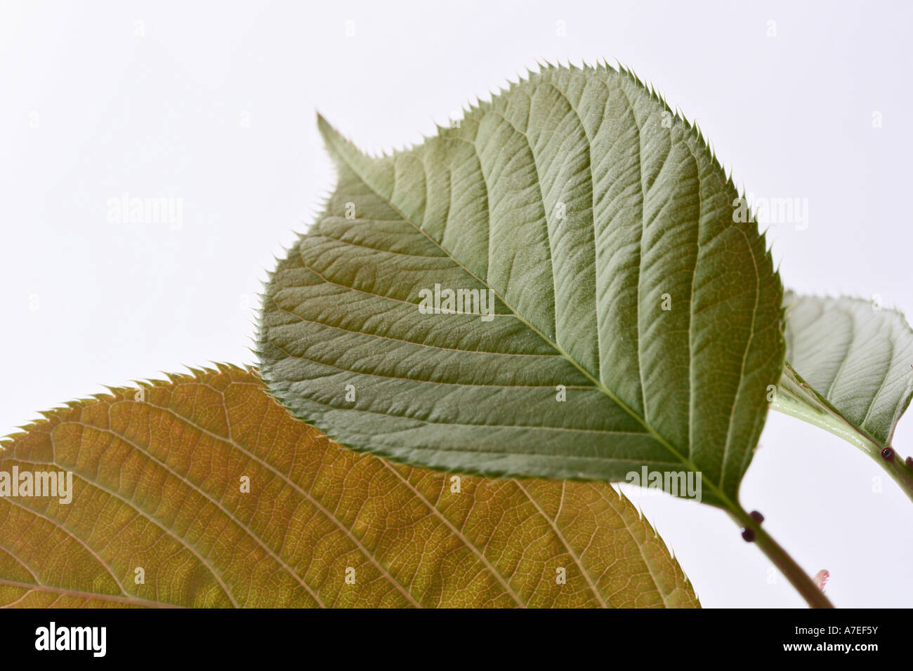 Ornamental cherry tree leaves Stock Photo - Alamy