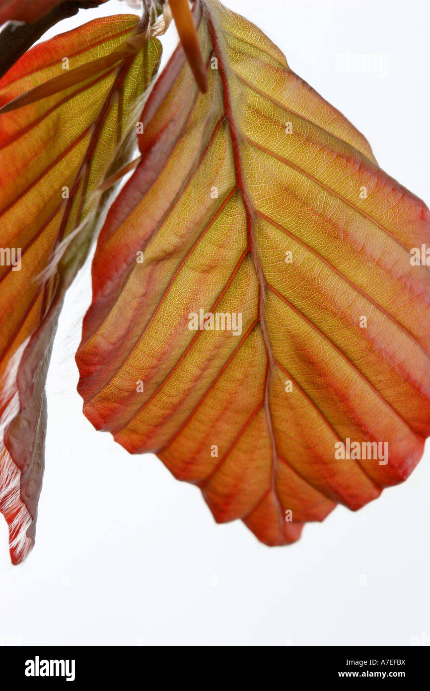 Copper beech leaves Stock Photo - Alamy