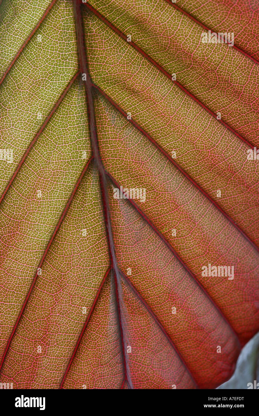 Close up of a copper beech leaf Stock Photo - Alamy