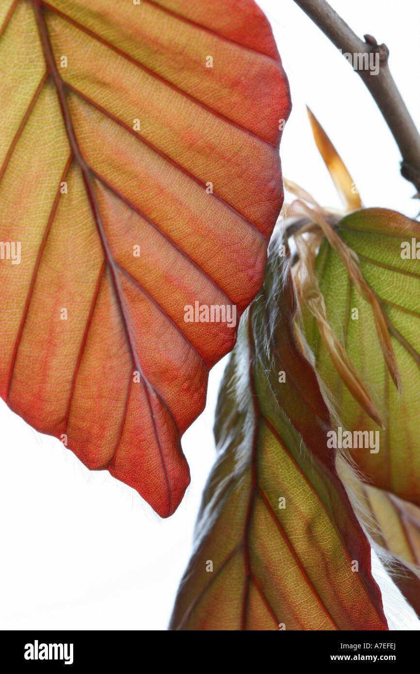 Copper beech leaf Stock Photo - Alamy