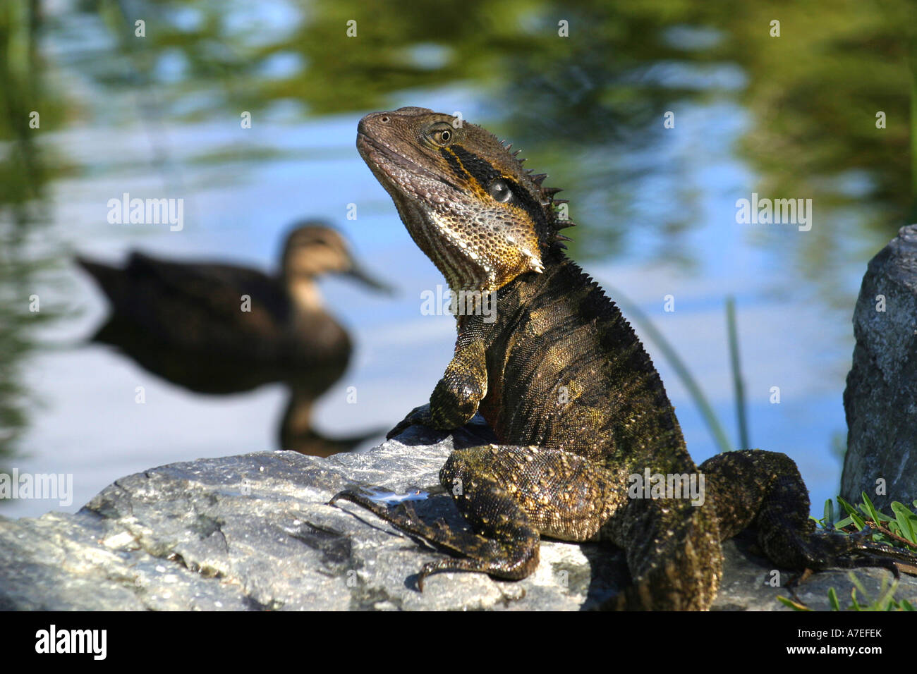 The Australian Water Dragon Stock Photo - Alamy