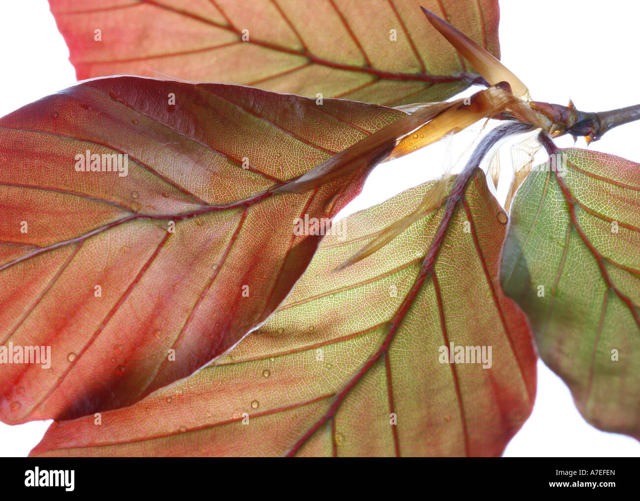 Copper beech leaves Stock Photo - Alamy