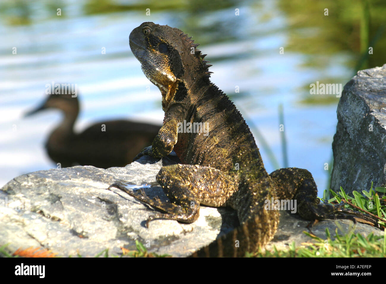 The Australian Water Dragon Stock Photo - Alamy