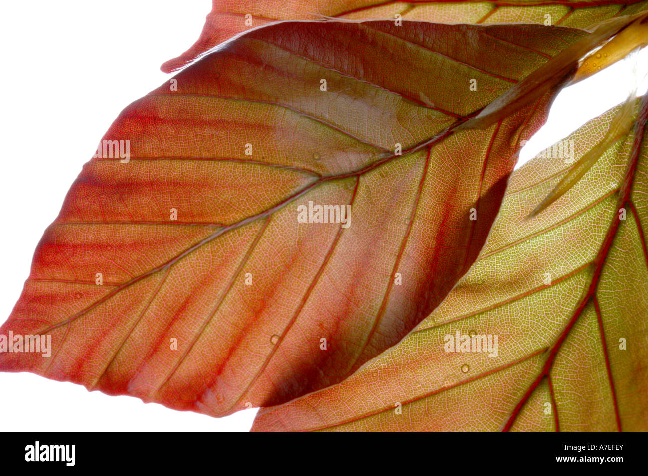 Copper beech leaves Stock Photo - Alamy