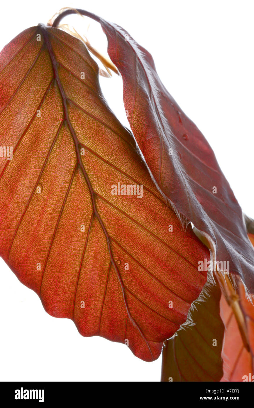 Copper beech leaves Stock Photo - Alamy