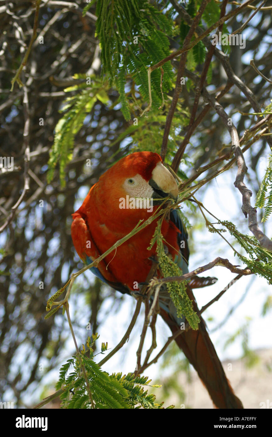 Parrot perched on a tree Stock Photo - Alamy
