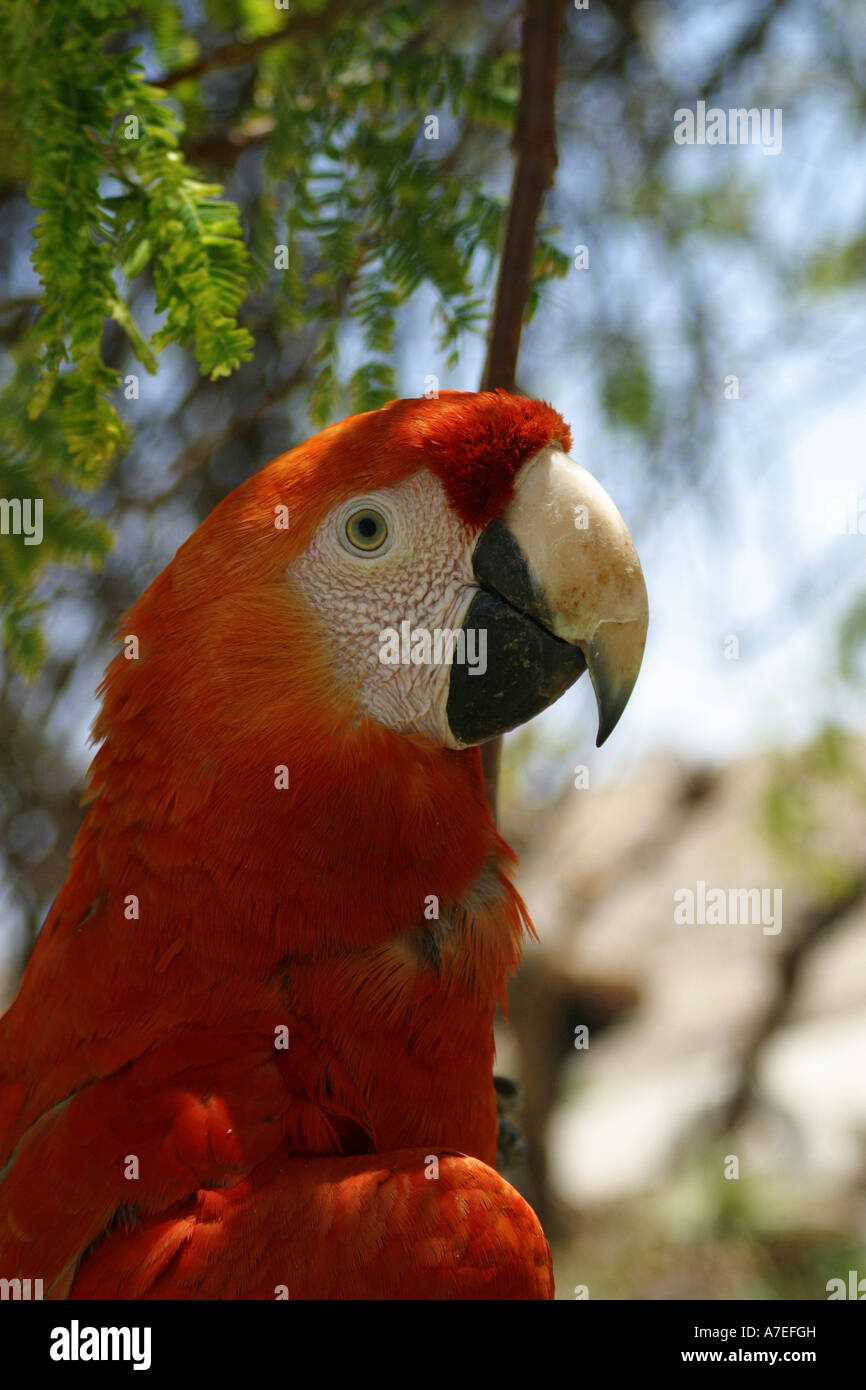 Walk with parrot hi-res stock photography and images - Alamy
