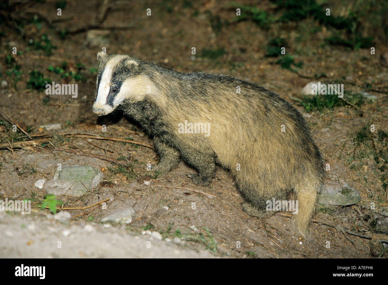 European Badger Meles meles Stock Photo - Alamy