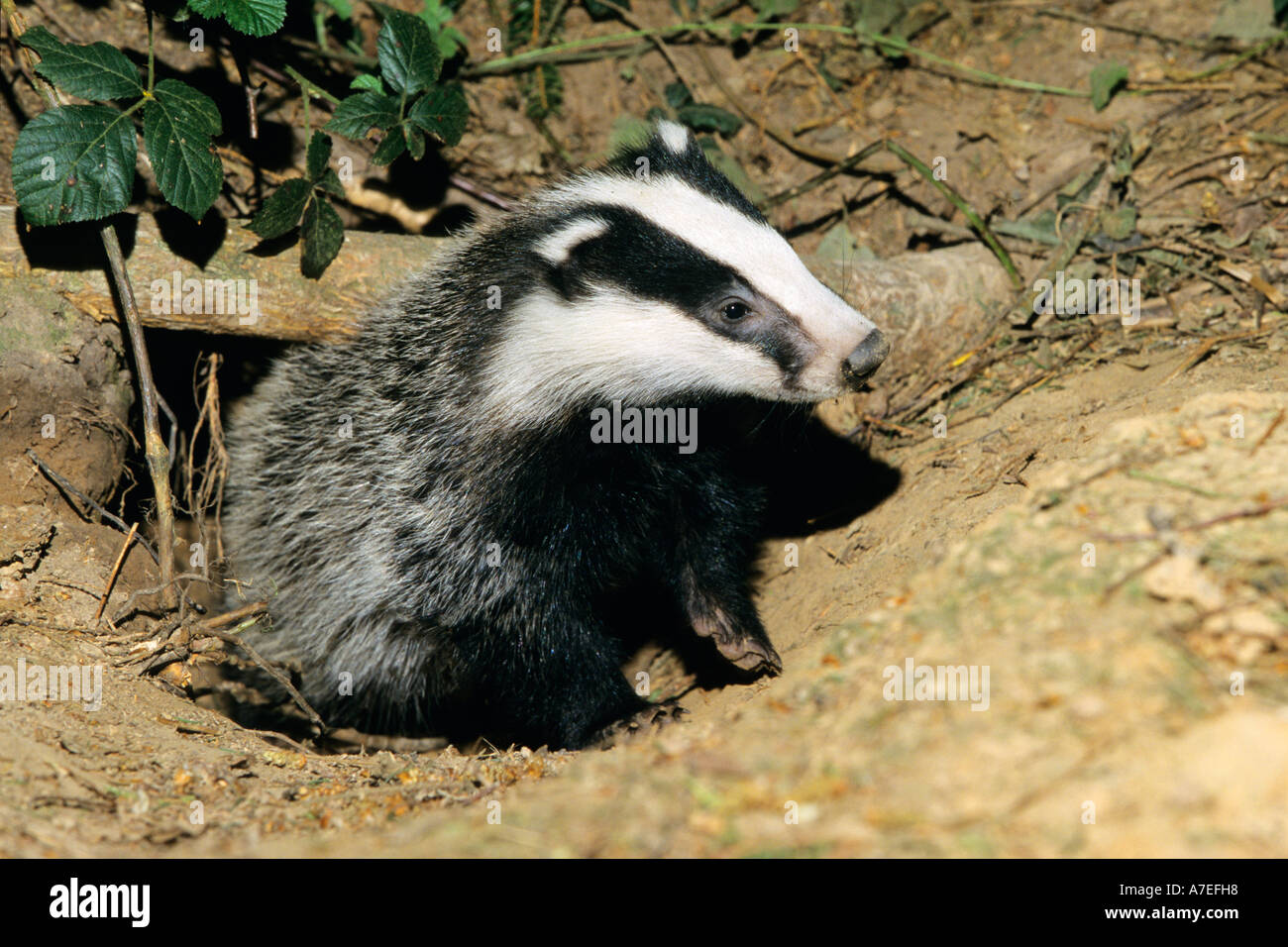 European Badger Meles meles Stock Photo - Alamy