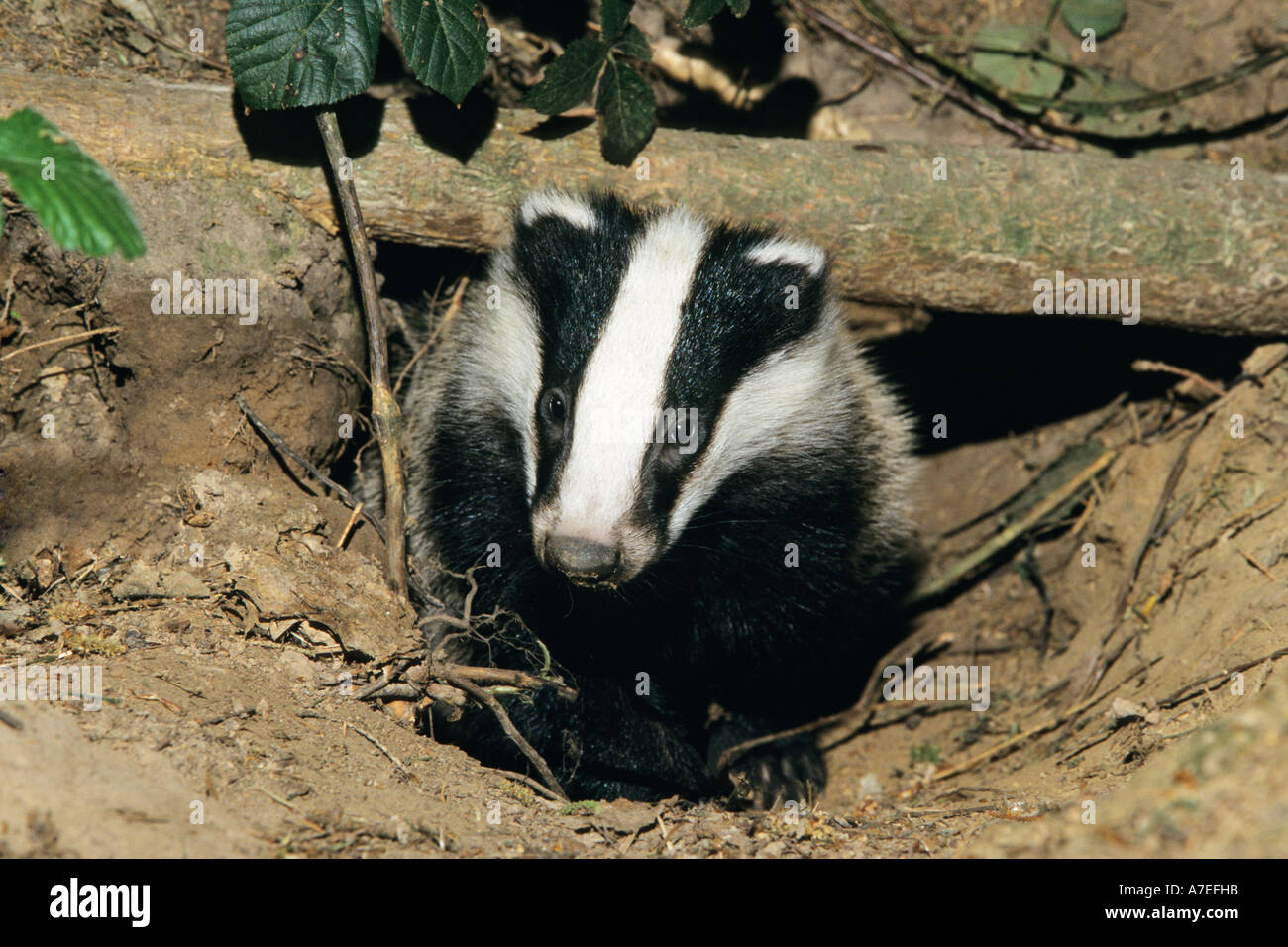 Badger baby european hi-res stock photography and images - Alamy