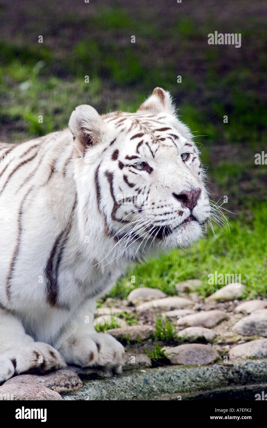 Side view white tiger panthera hi-res stock photography and images - Alamy