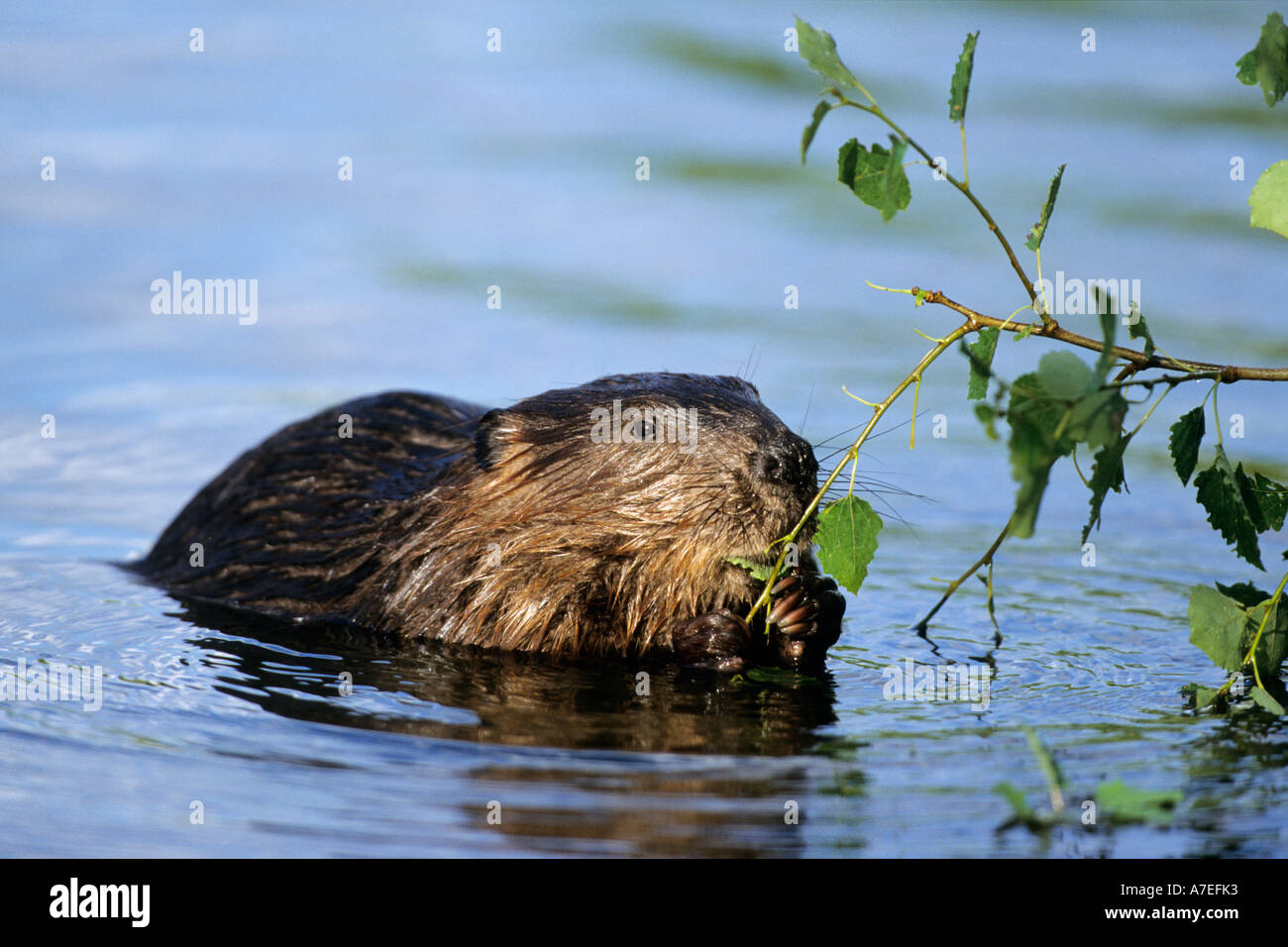 European Beaver Castor fiber Stock Photo - Alamy