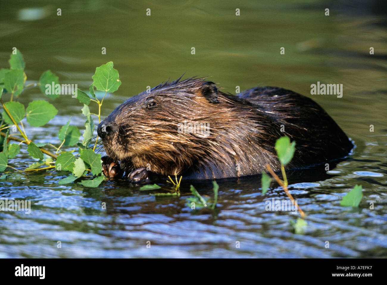 European Beaver Castor fiber Stock Photo - Alamy